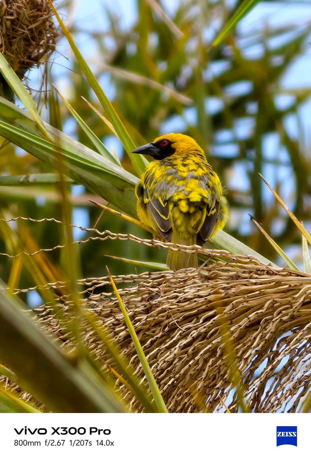 vivo X300 Pro - Telephoto Flower and Bird Shot sample (4) - TechBeatph.com